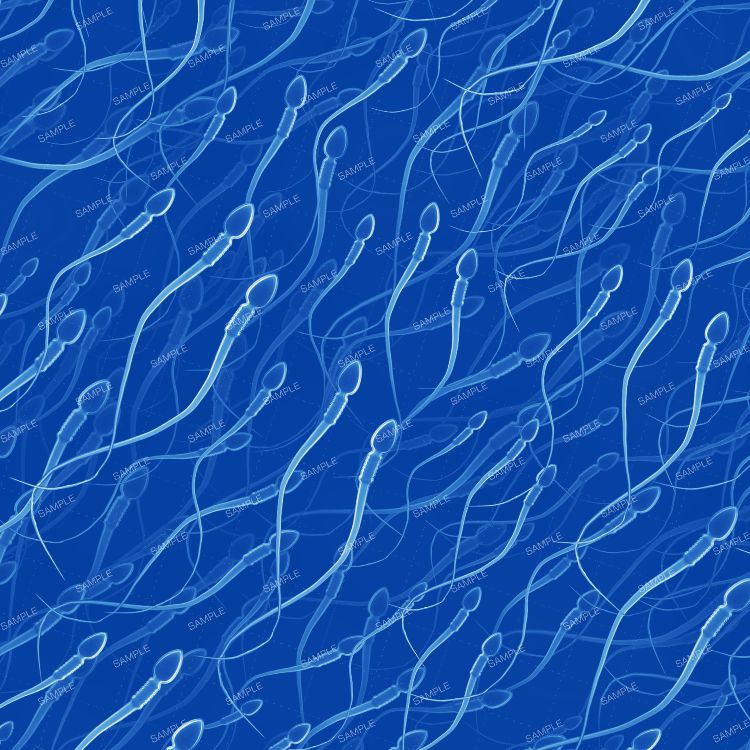 Human Sperm 23 – Pattern Crew