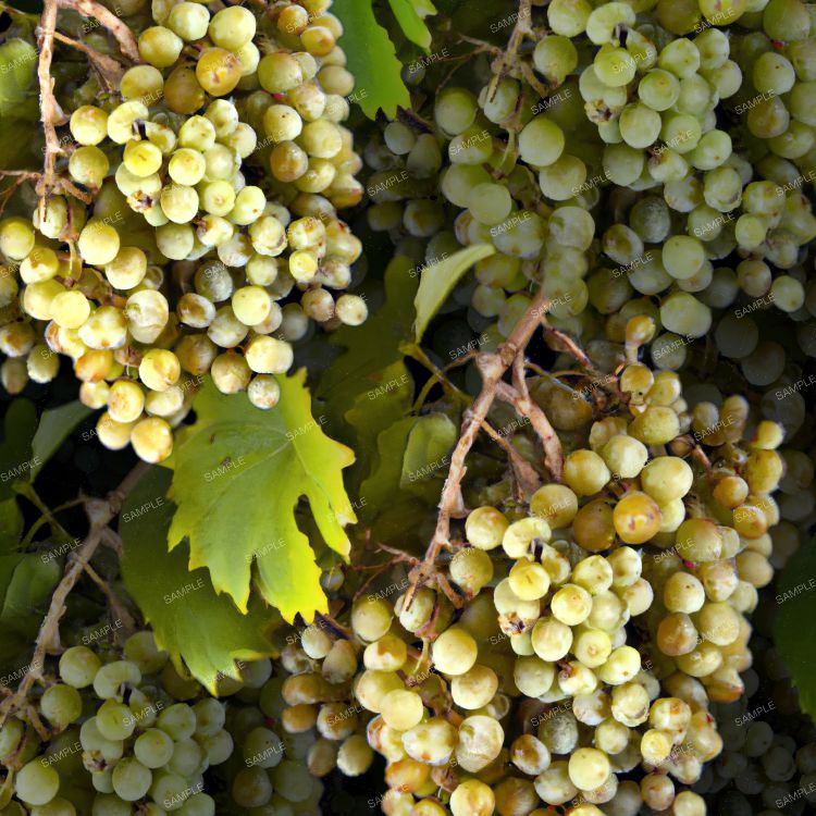 Grape Vinyard 23 – Pattern Crew