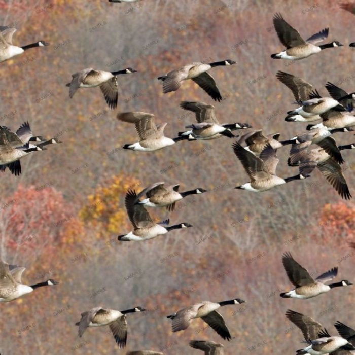 Gaggle of Geese – Pattern Crew