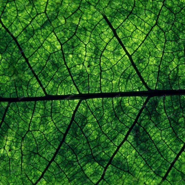 Leaf Veins 23 – Pattern Crew