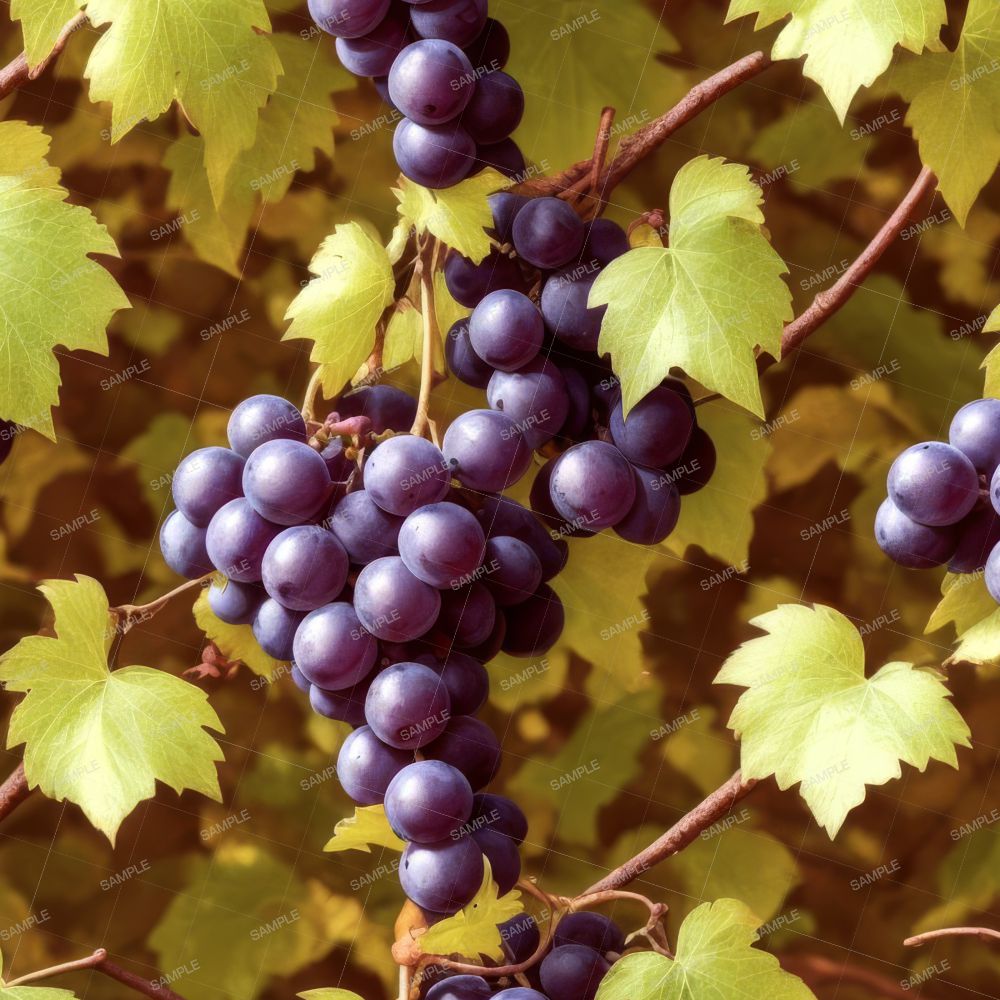 DaVinci Grapes – Pattern Crew