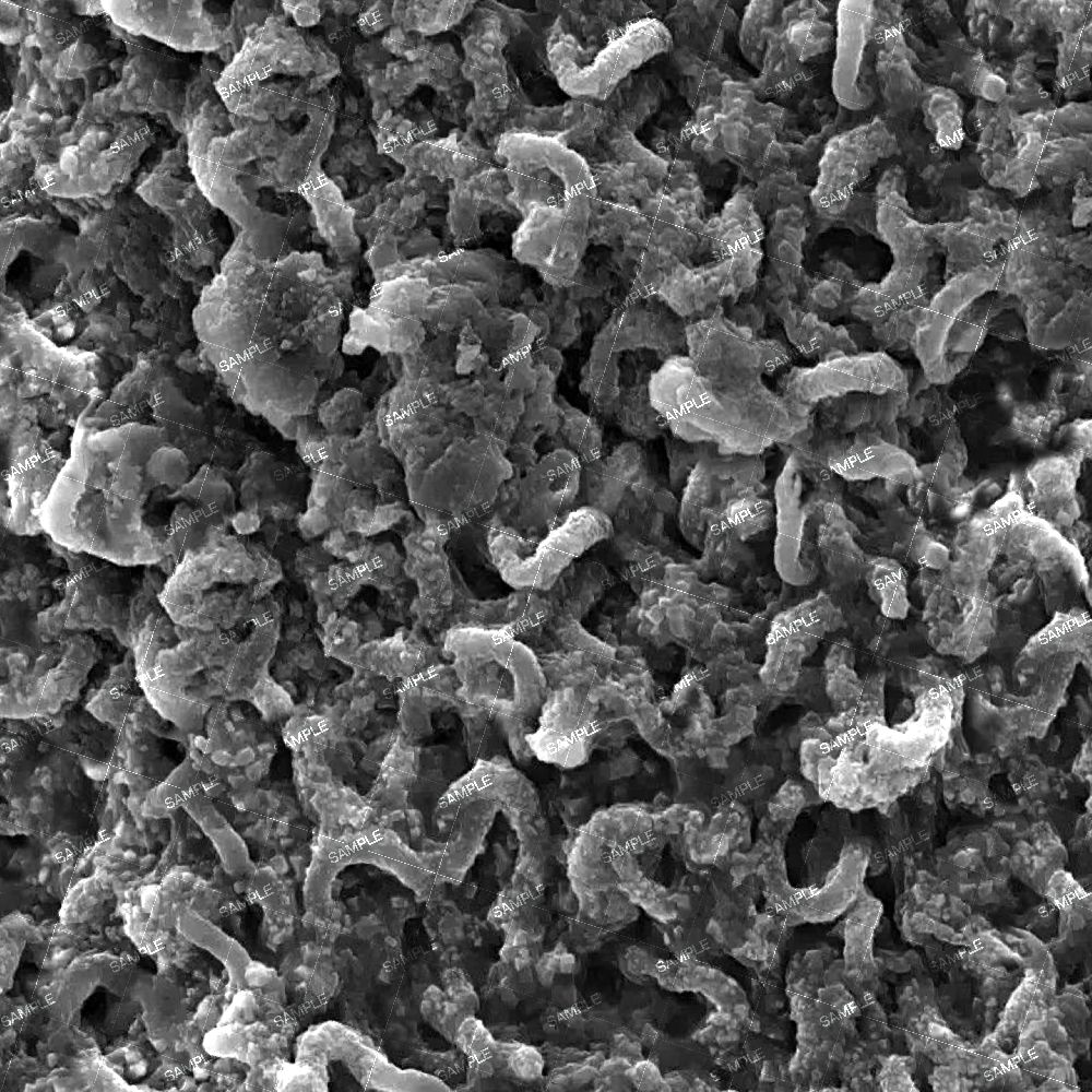 Bacterium Under Microscope – Pattern Crew