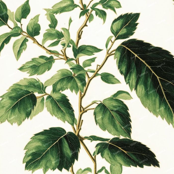 Vintage Botanical Illustration 57 – Pattern Crew