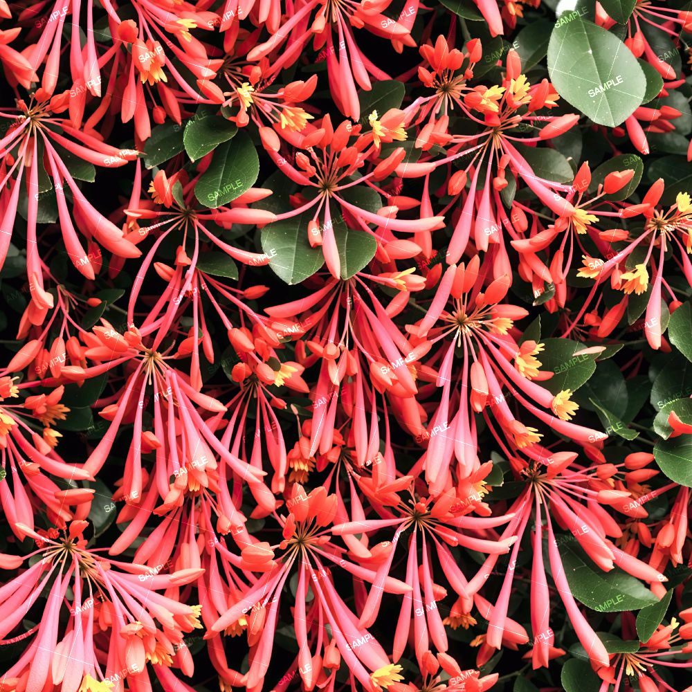 Honeysuckle Flowers – Pattern Crew