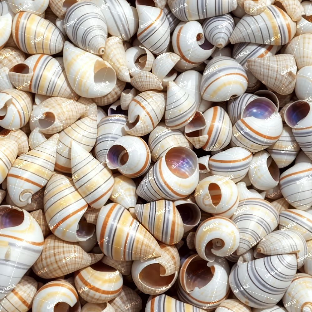 Cowerie Shells – Pattern Crew