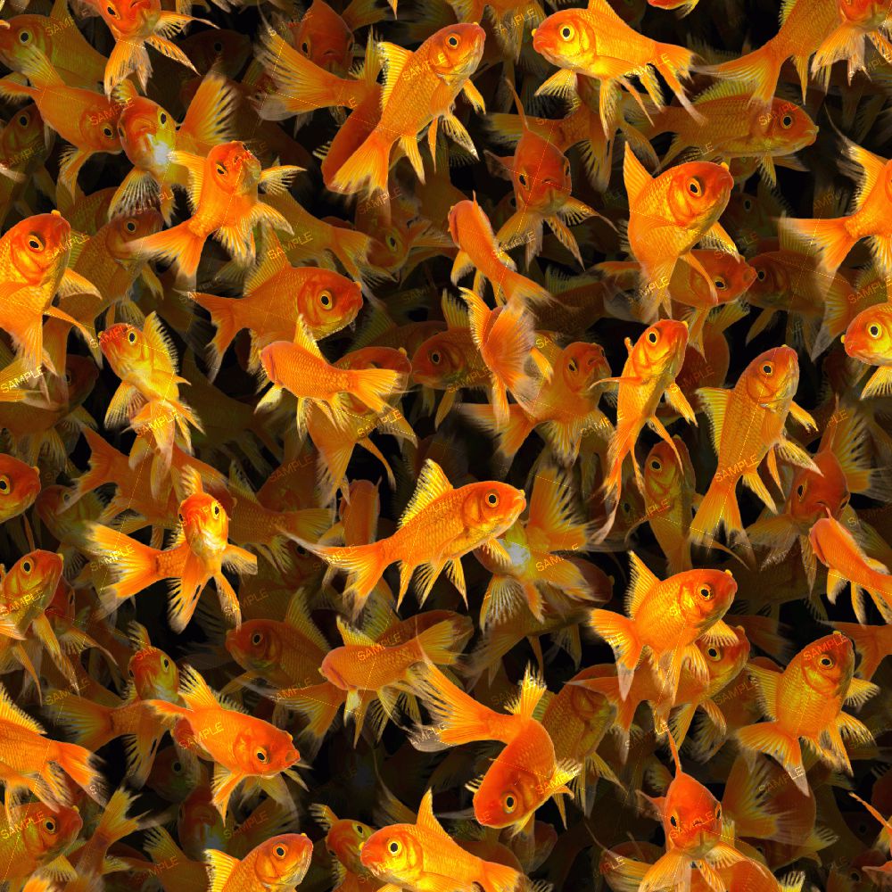 GoldFish 26 – Pattern Crew