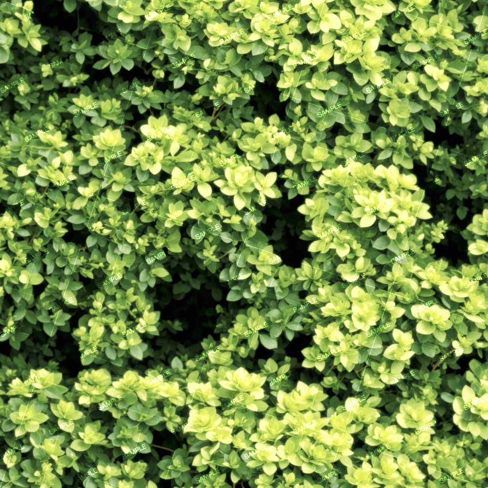 Privy Hedge 44 – Pattern Crew