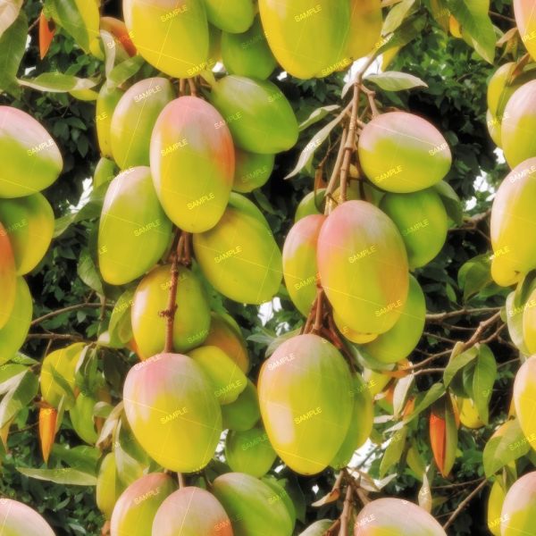 Mango Tree – Pattern Crew