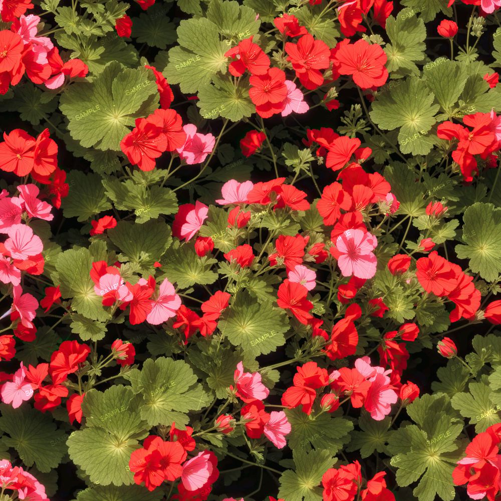 Geraniums 22 – Pattern Crew