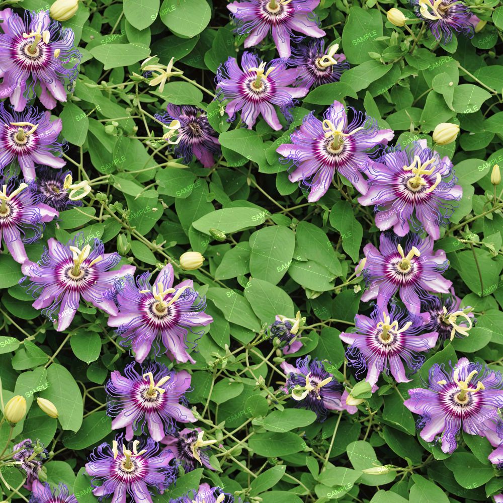 Purple Passion Flower – Pattern Crew