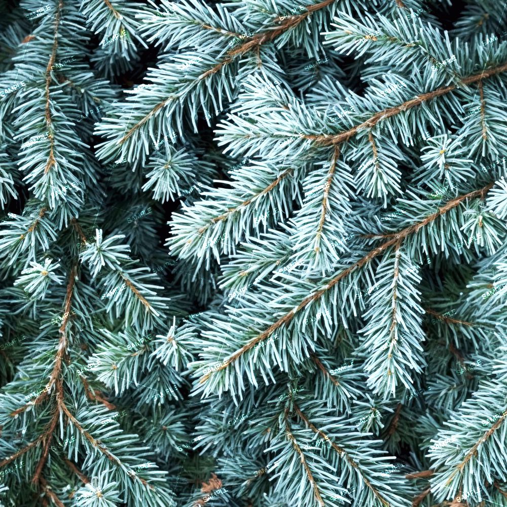 Blue Spruce Branches – Pattern Crew