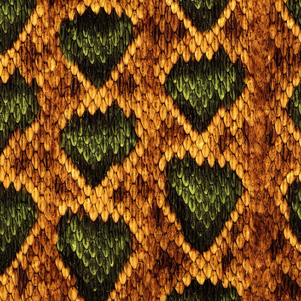 Diamondback Rattlesnake Orange Green – Pattern Crew