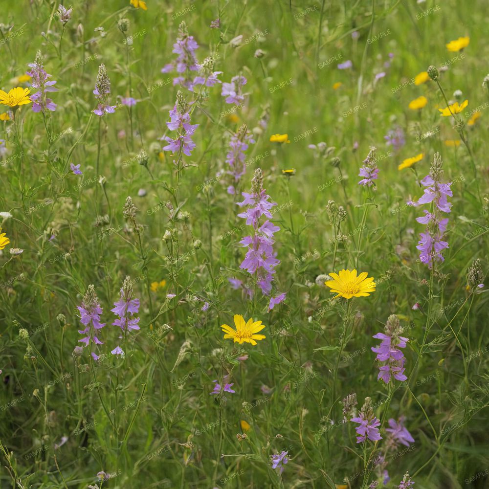 Wildflower Meadow – Pattern Crew