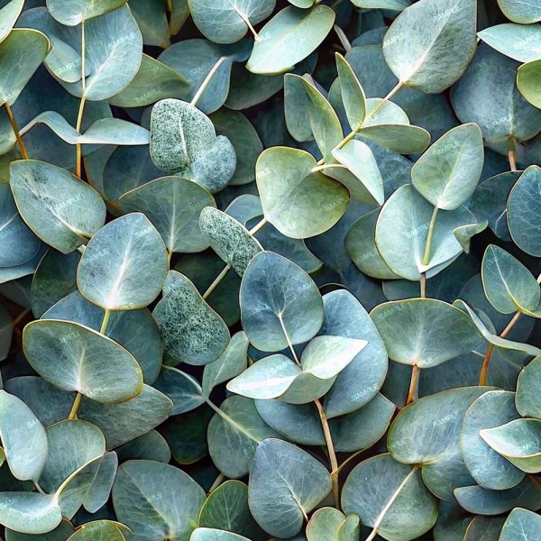 French Bleu Eucalyptus – Pattern Crew