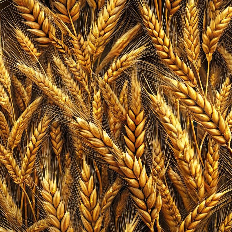 Wheat 45 – Pattern Crew