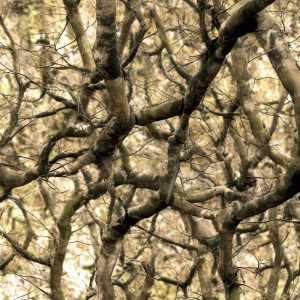 Pattern Crew – Seamless patterns for the printing industry