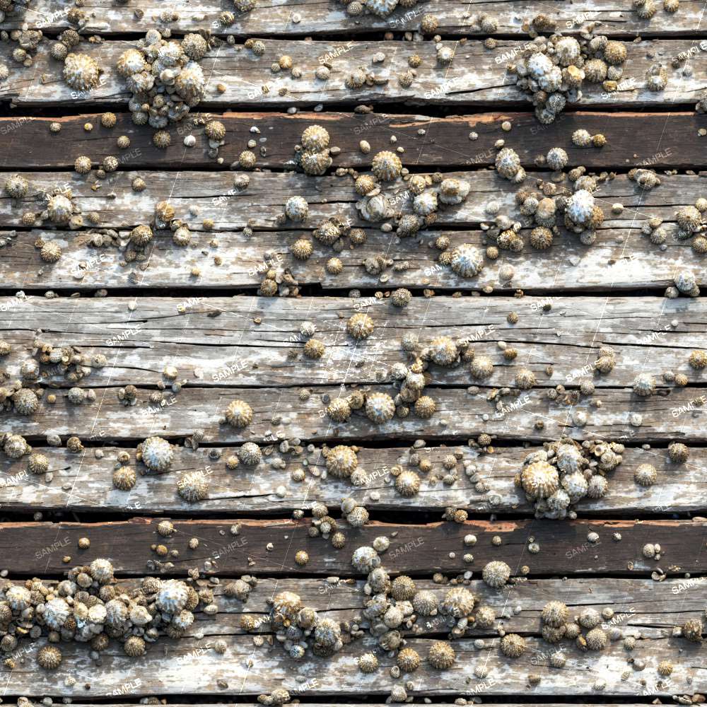 Barnacles on Old Ship Wood – Pattern Crew