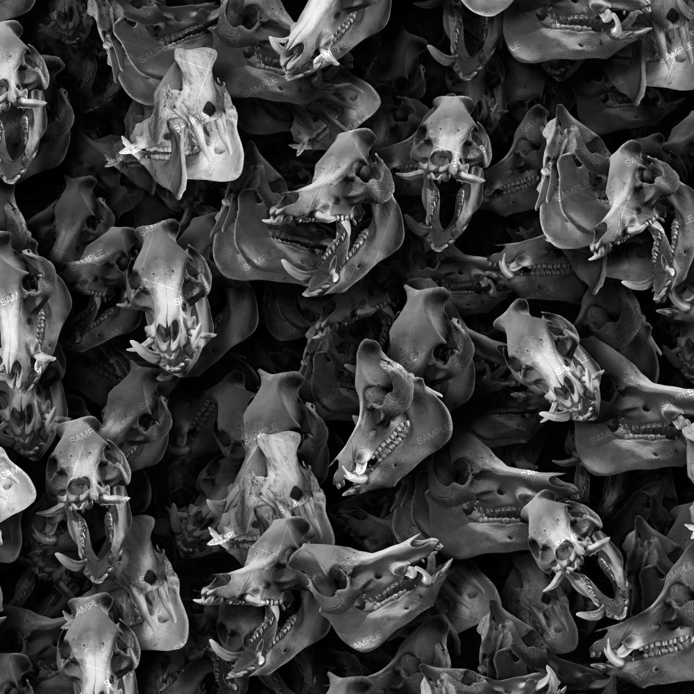 Boars Skulls 23 – Pattern Crew