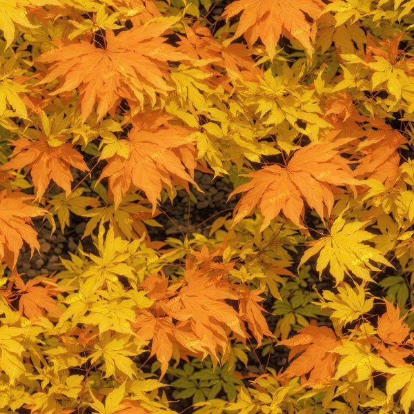 Japanese Maple 25 – Pattern Crew