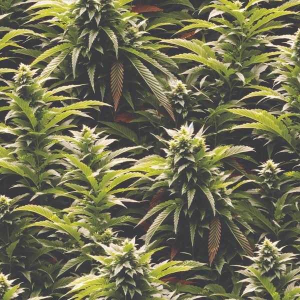 Kush Crop 44 – Pattern Crew