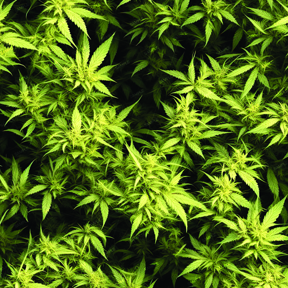 Kush Crop 43 – Pattern Crew