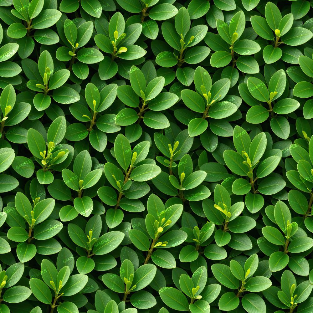 English Boxwood 48 – Pattern Crew