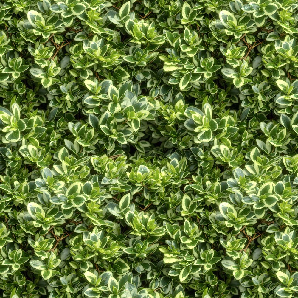 Verigated English Boxwood – Pattern Crew