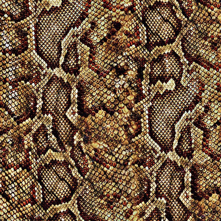 Brown Python Snake Skin – Pattern Crew