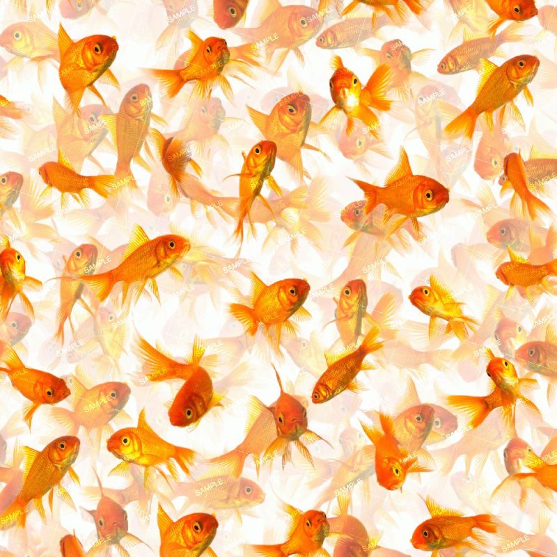 GoldFish 25 – Pattern Crew