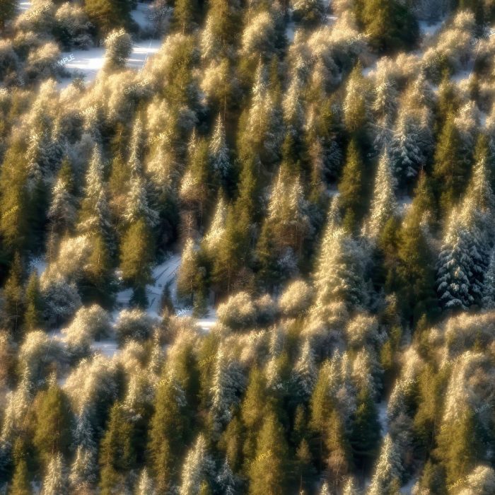 Evergreen Forest First Snow – Pattern Crew