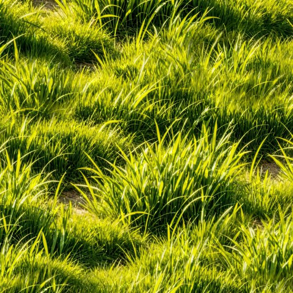 Long Field Grass – Pattern Crew