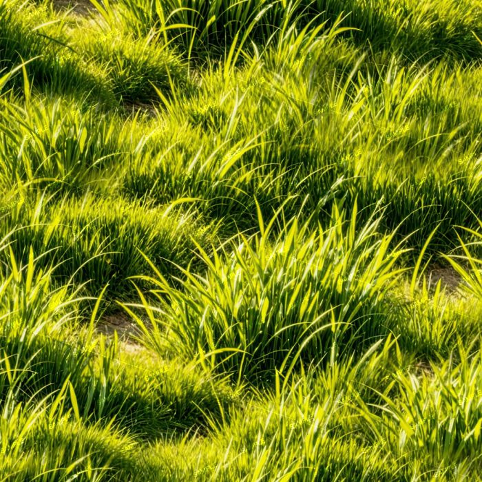 Long Field Grass – Pattern Crew