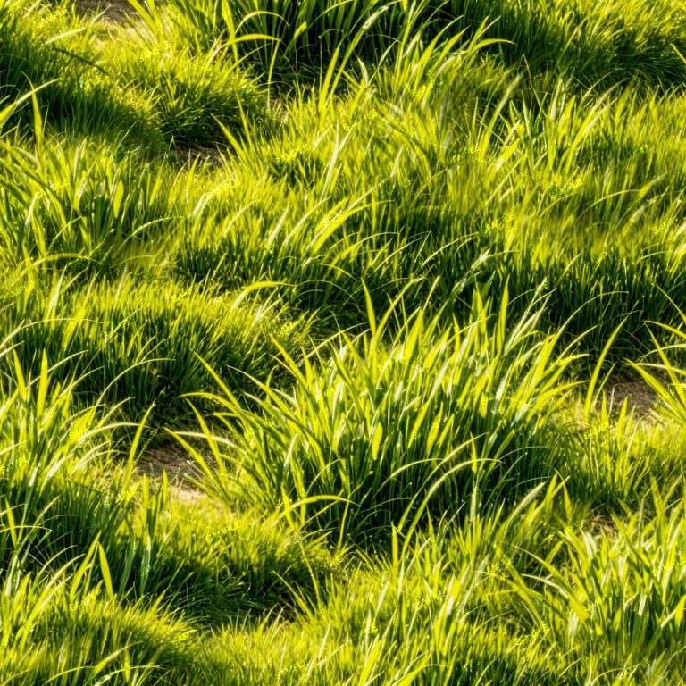 Long Field Grass – Pattern Crew